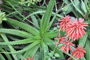 Aloepedia – Hackland Aloe Garden & Nursery
